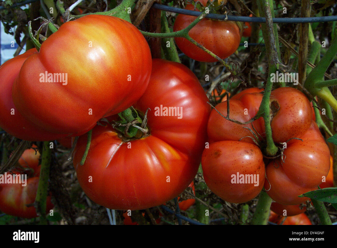 Tomato on vine Stock Photo - Alamy