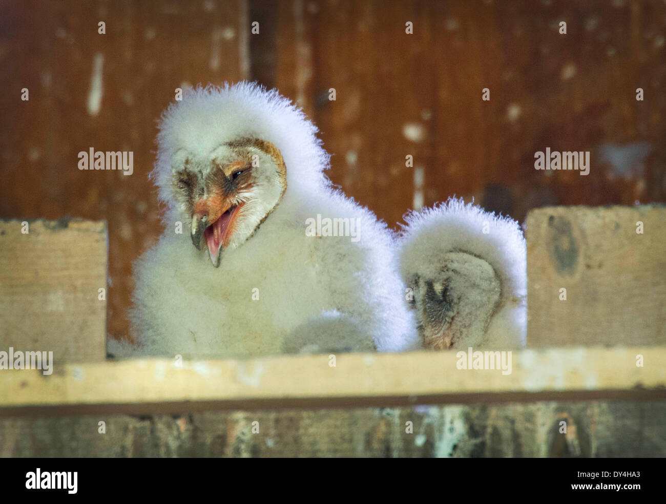 Alamy barn owl hi-res stock photography and images - Alamy