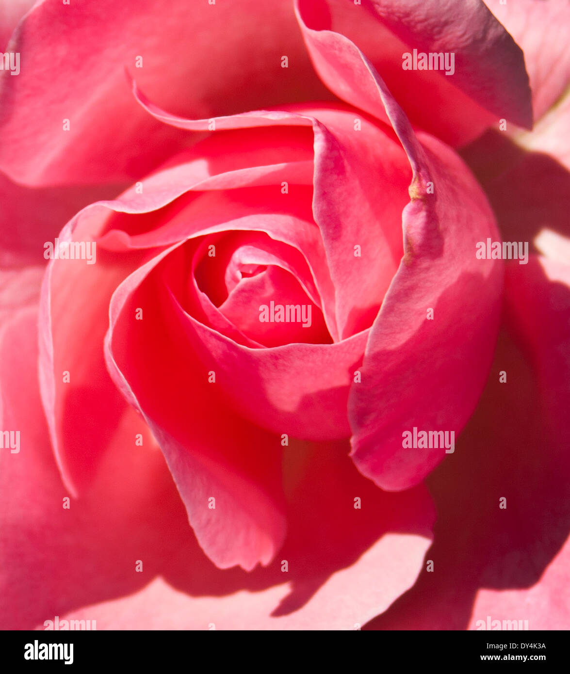 center of a blooming pink rose in the sun Stock Photo - Alamy