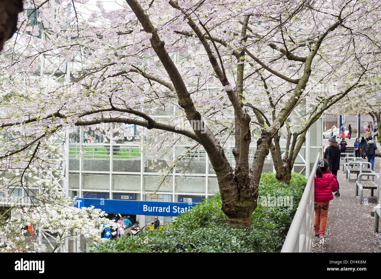Spring display of blossoming cherry trees attracts visitors to the ...