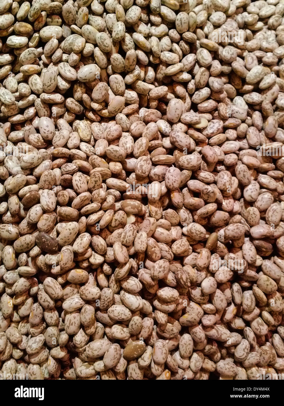 Pinto Pattern High Resolution Stock Photography and Images - Alamy