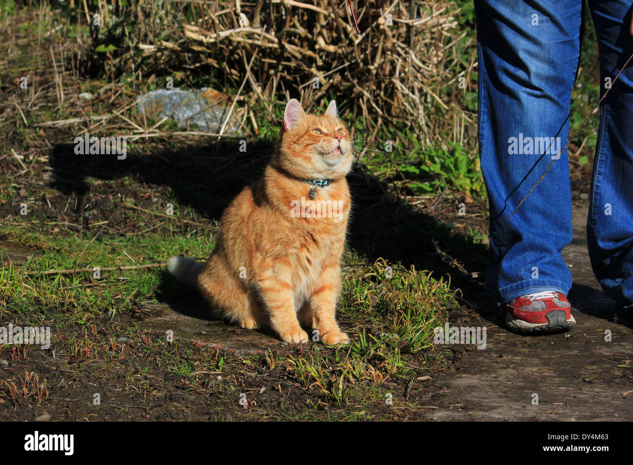 Ginger cat sitting by owner's feet Stock Photo - Alamy