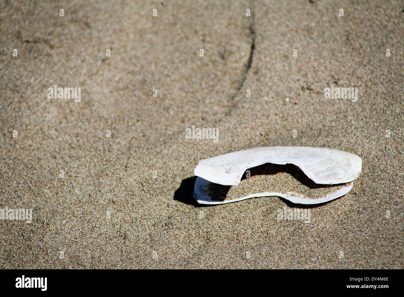 Broken shell and sand hi-res stock photography and images - Alamy
