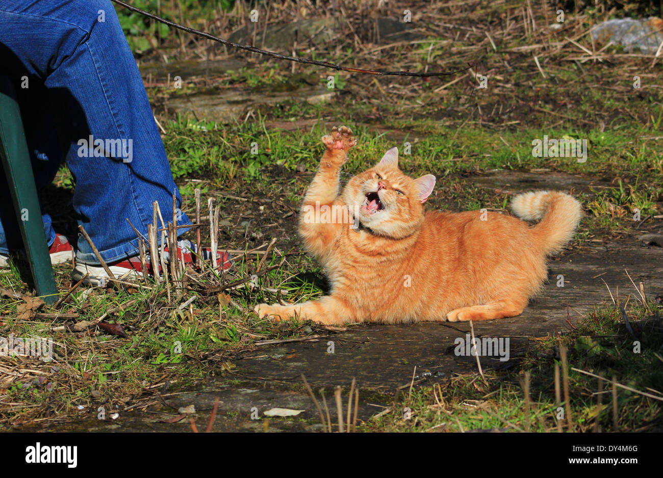 Ginger cat playing by owner's feet Stock Photo - Alamy