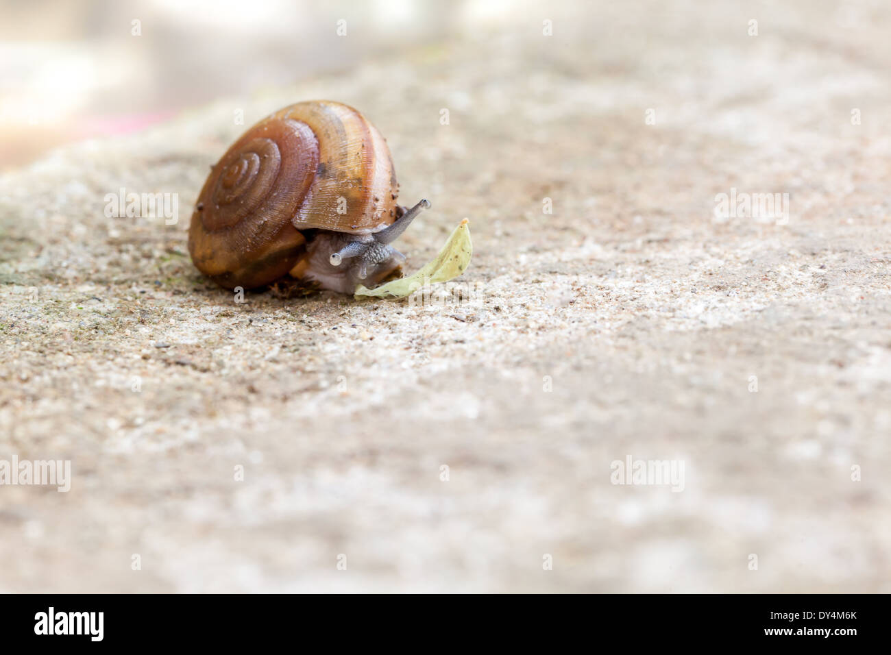 on the ground there is a snail eating a leaf Stock Photo - Alamy