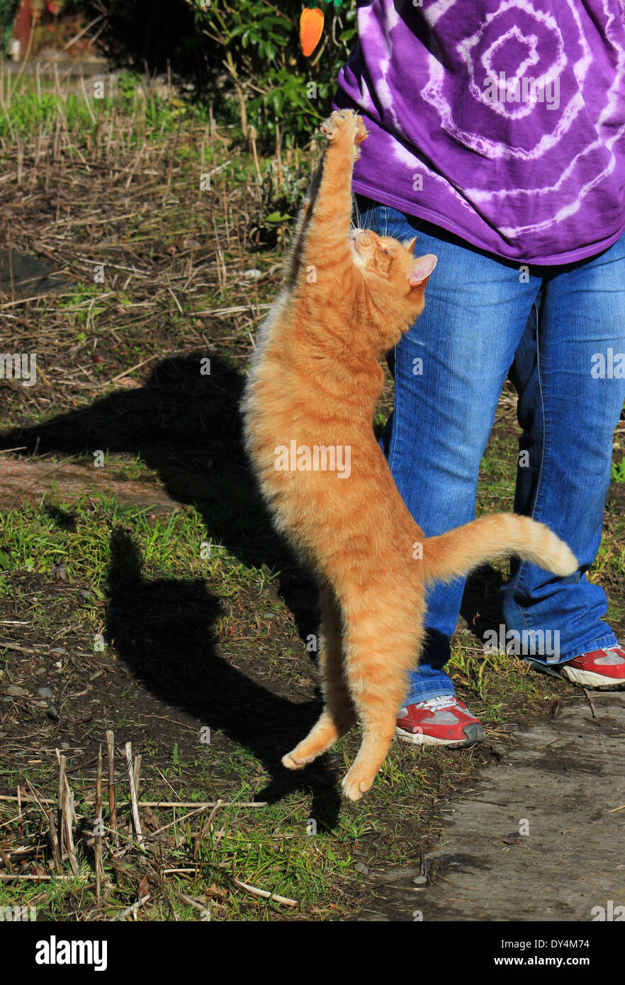 Ginger cat jumping by owner's feet Stock Photo - Alamy