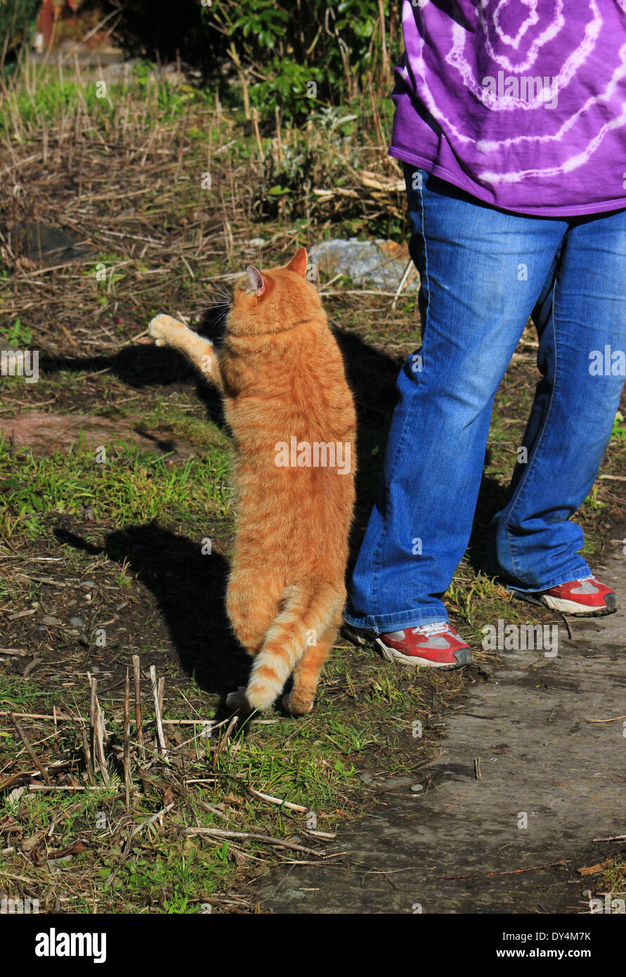 Ginger cat jumping by owner's feet Stock Photo - Alamy