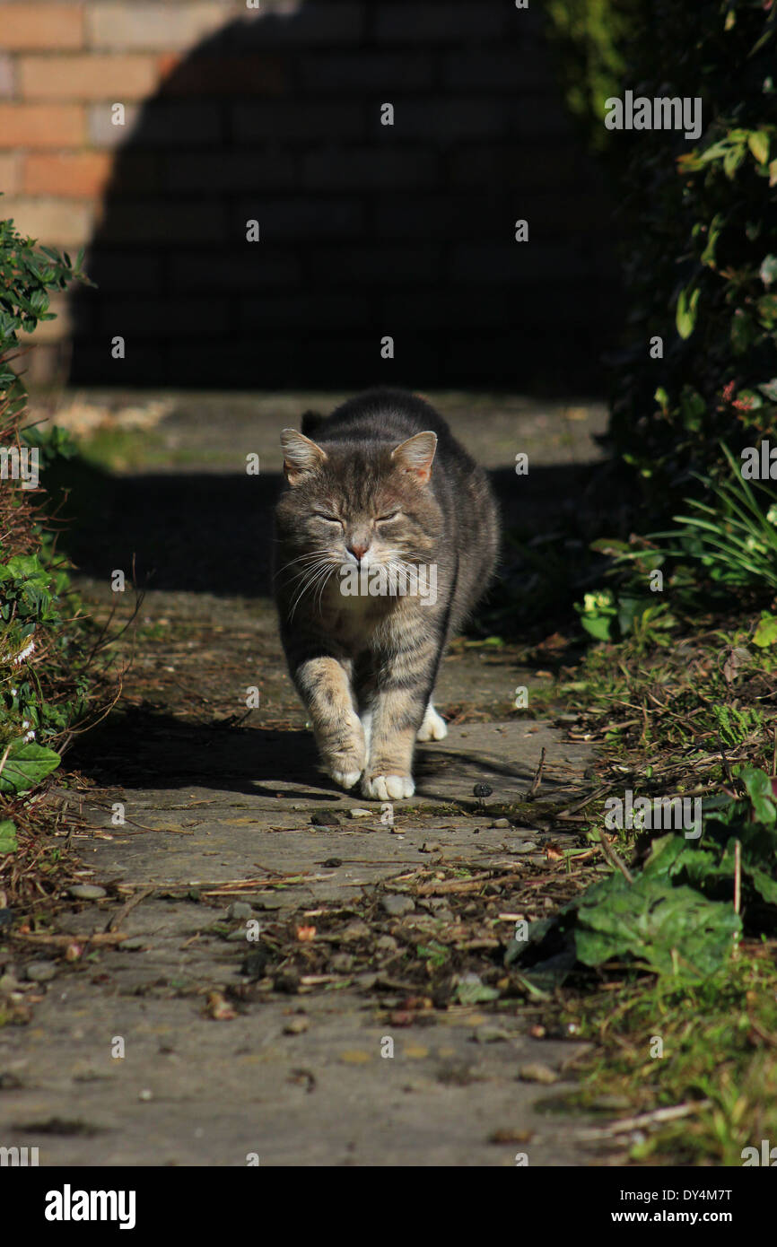 Stray tomcat cat hi-res stock photography and images - Alamy