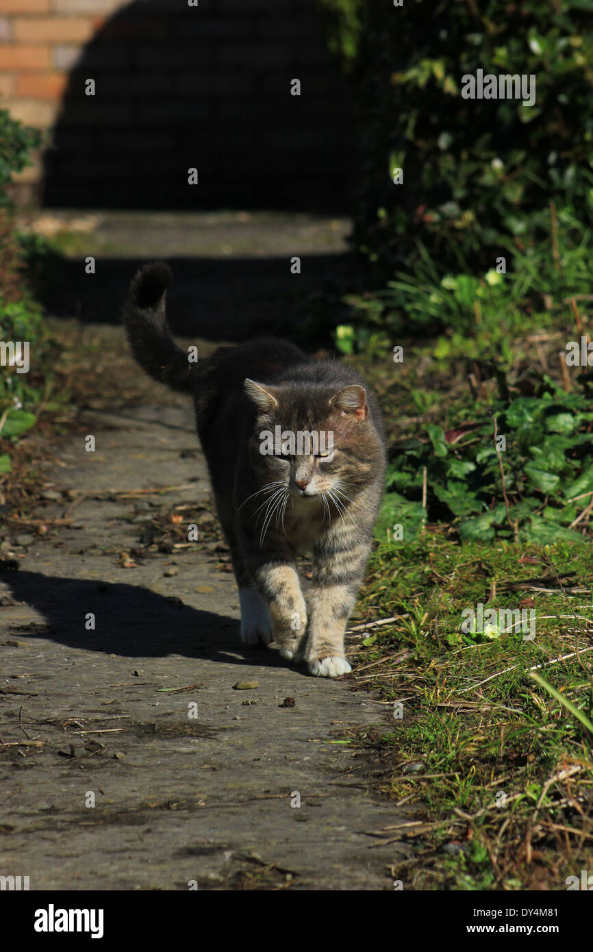 Stray tomcat cat hi-res stock photography and images - Alamy