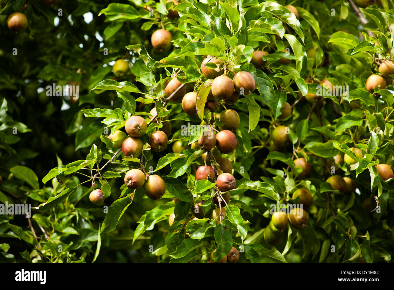 Loaded tree hi-res stock photography and images - Alamy