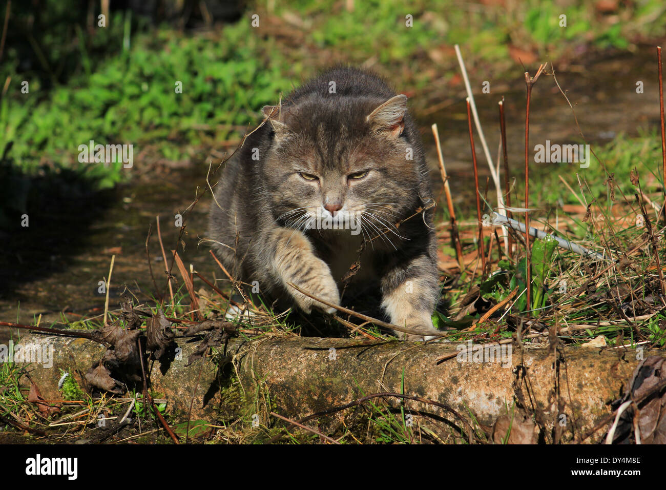 Cat hunting in garden Stock Photo - Alamy