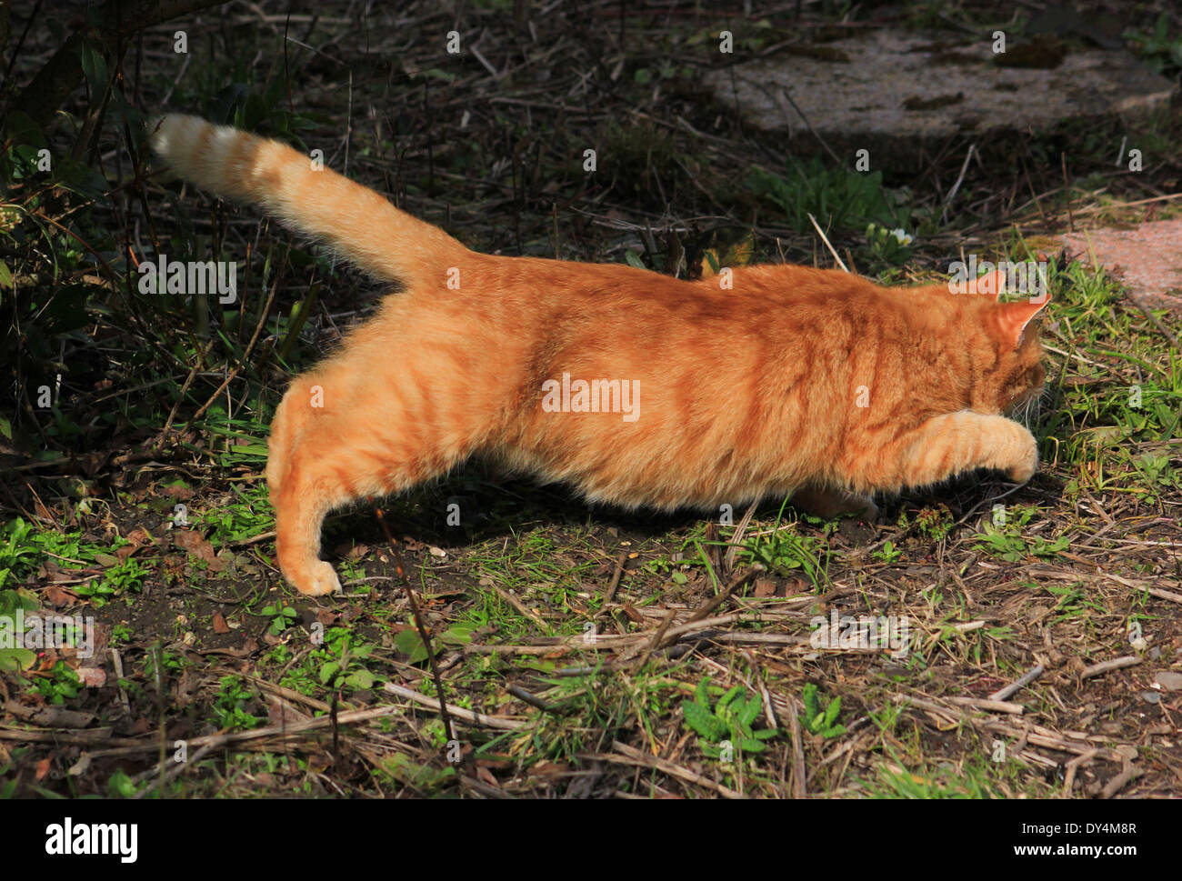 Pouncing cat hi-res stock photography and images - Alamy