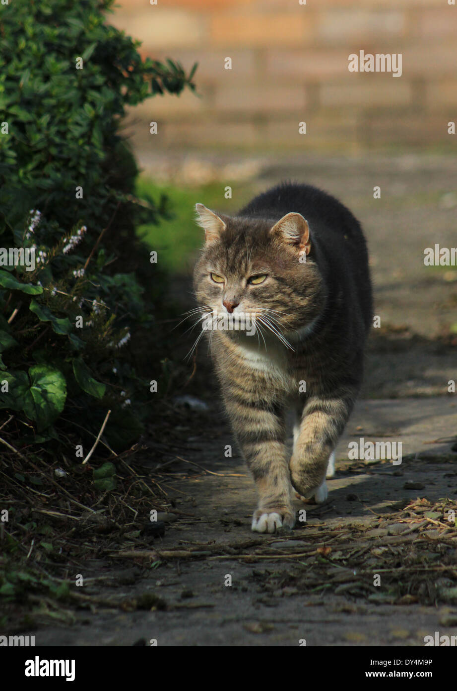 Stray tomcat cat hi-res stock photography and images - Alamy