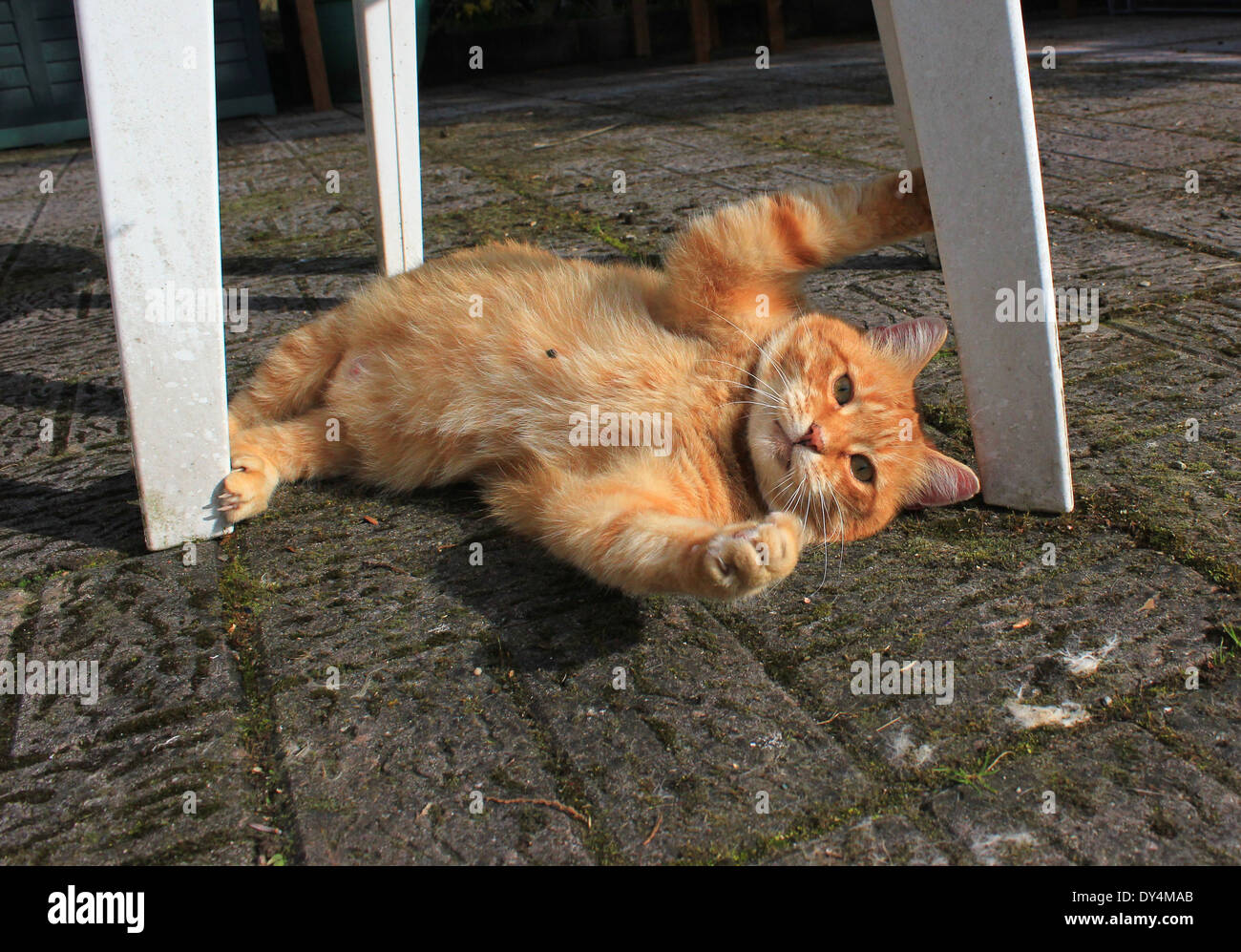 Cat reaching hi-res stock photography and images - Alamy