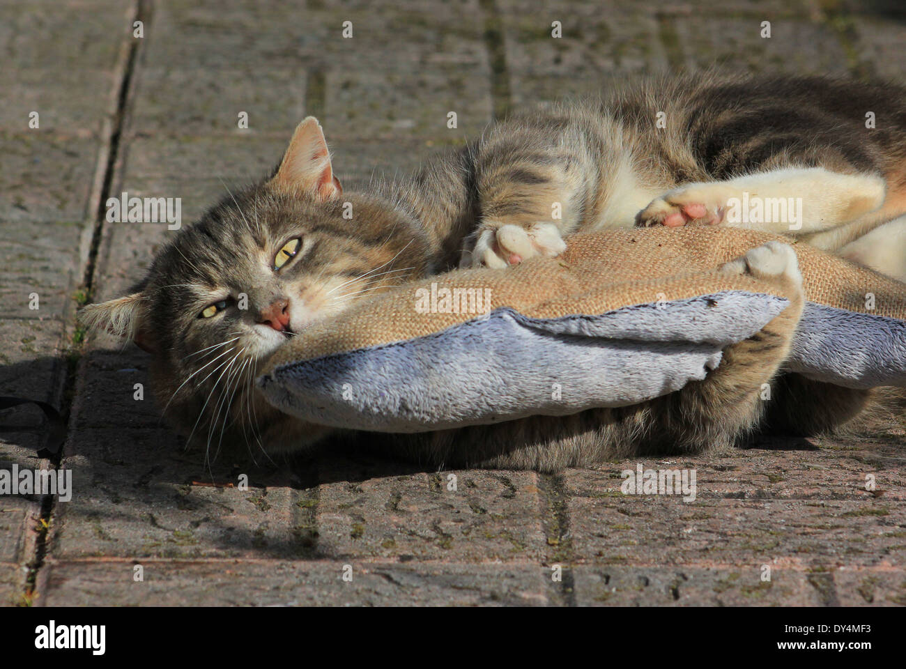 Grey tabby cat hi-res stock photography and images - Alamy