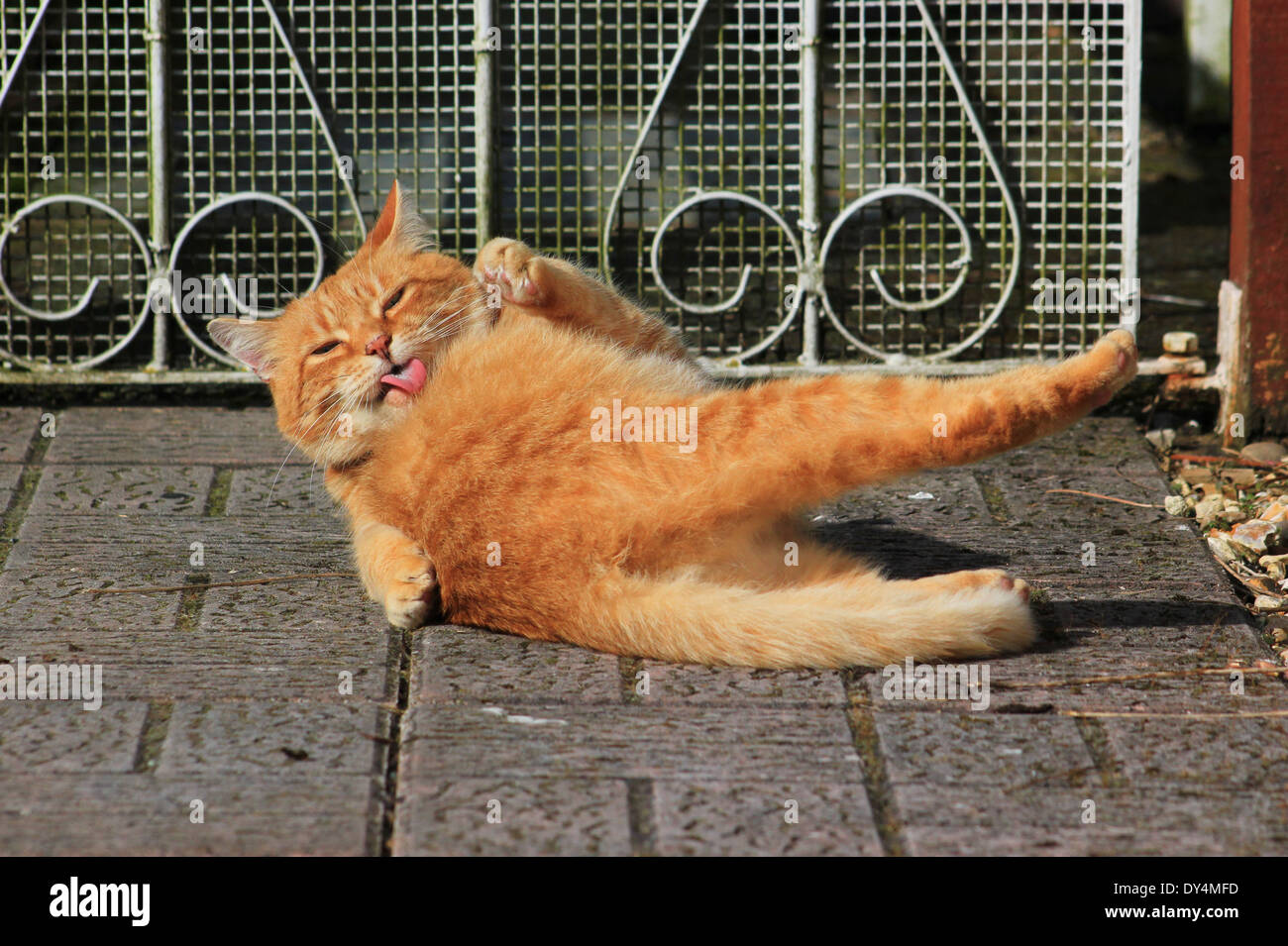 Ginger cat grooming by garden gate Stock Photo - Alamy