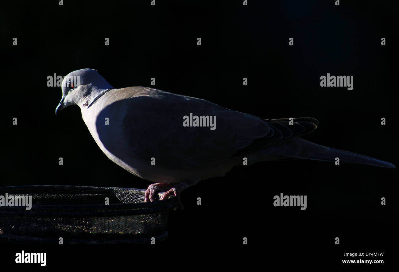 Dove bird table hi-res stock photography and images - Alamy