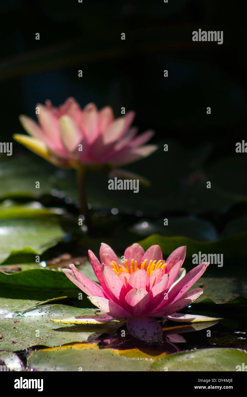 pink lotus flower floating with lily pads Stock Photo - Alamy