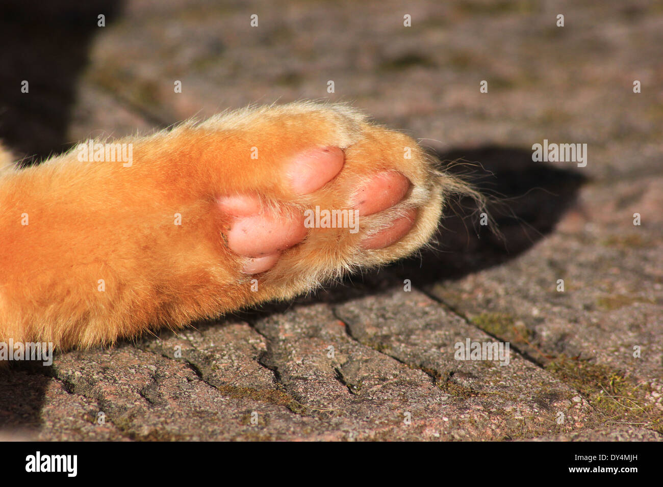 Ginger cat paw Stock Photo - Alamy