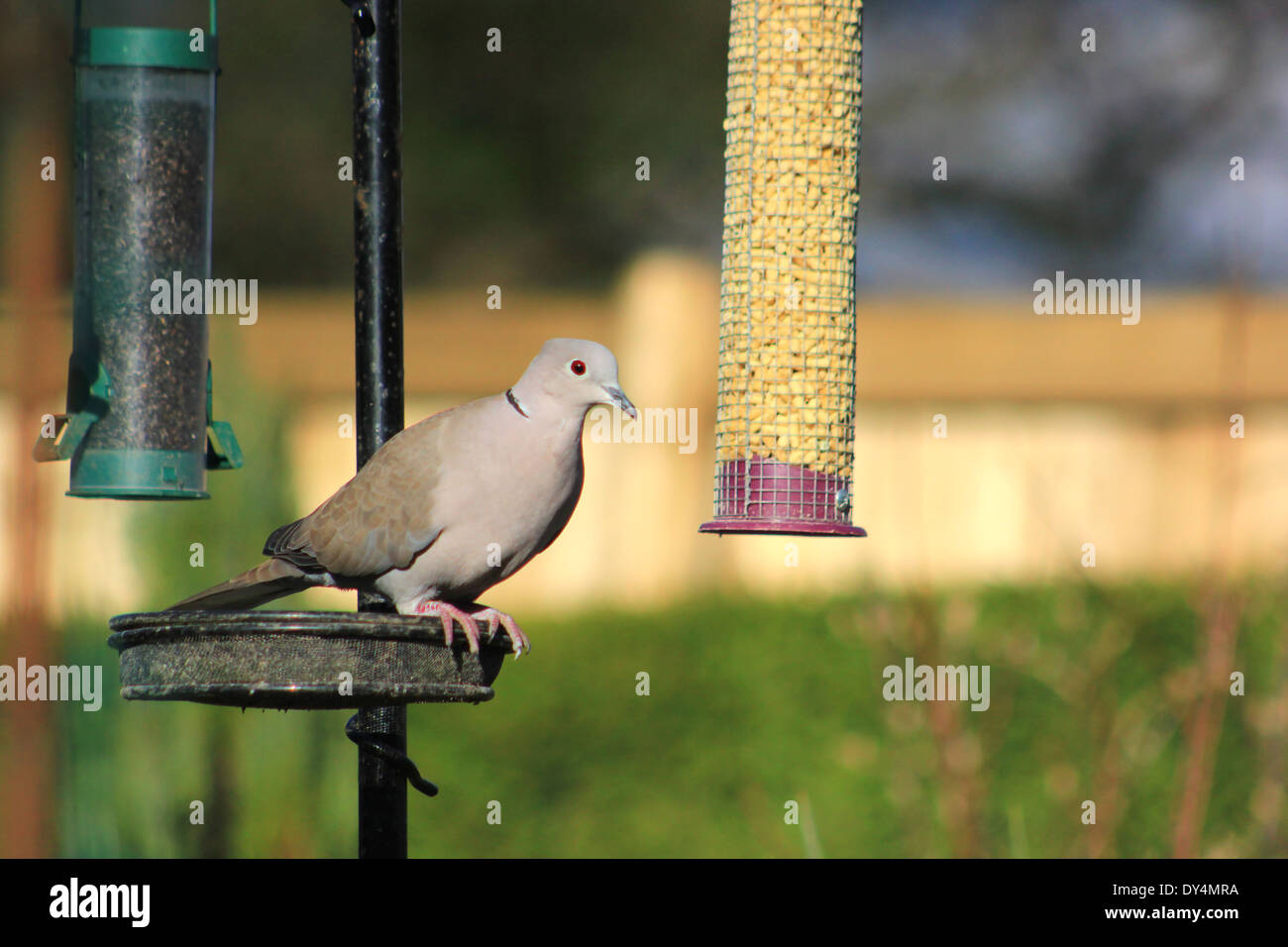 Dove bird table hi-res stock photography and images - Alamy