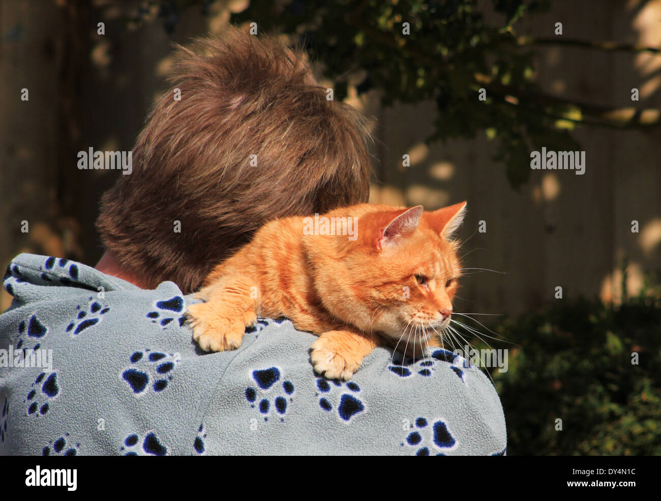 Woman carrying ginger cat on shoulder Stock Photo - Alamy