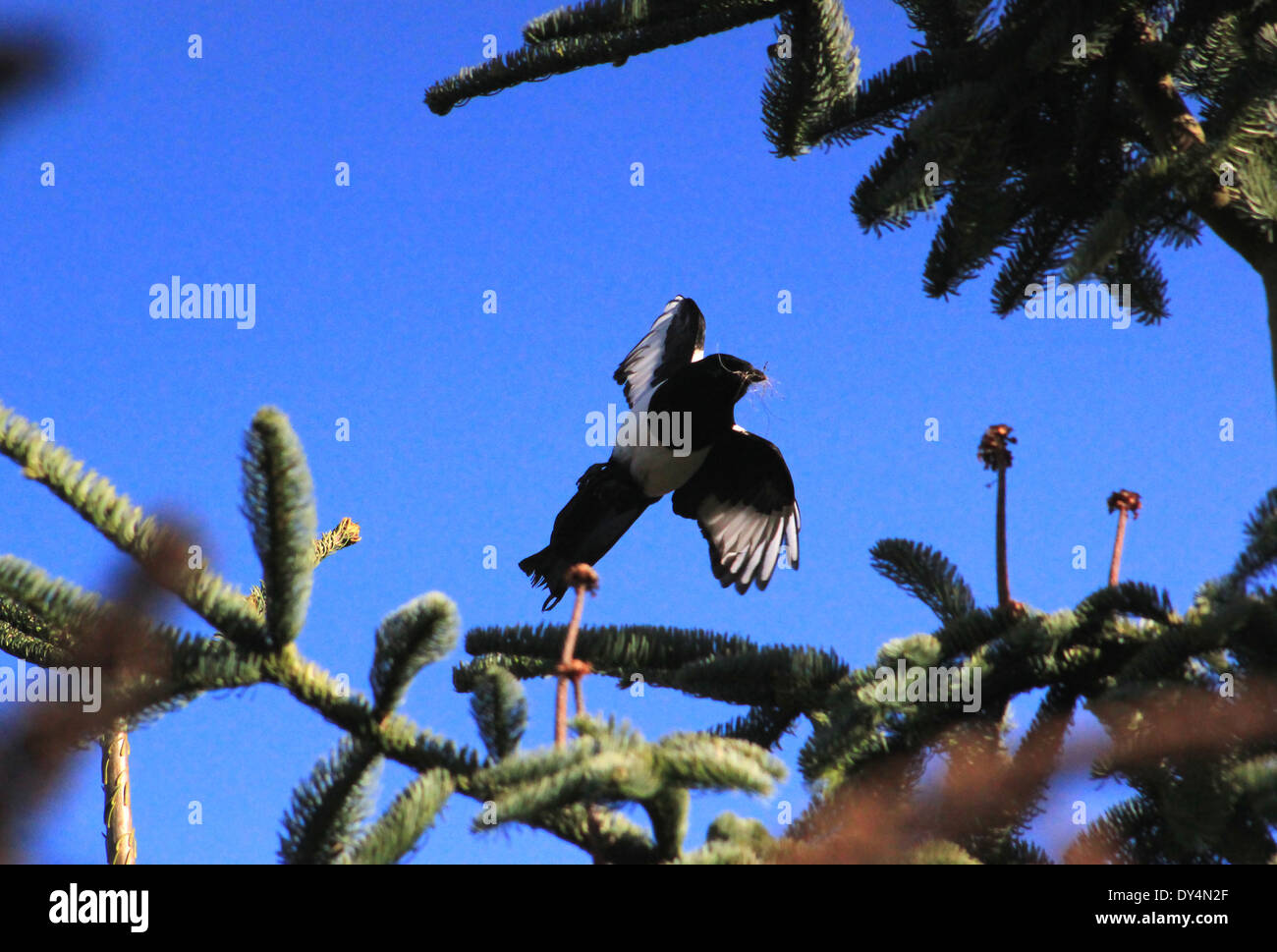 Collecting Twigs For Nest High Resolution Stock Photography and Images ...