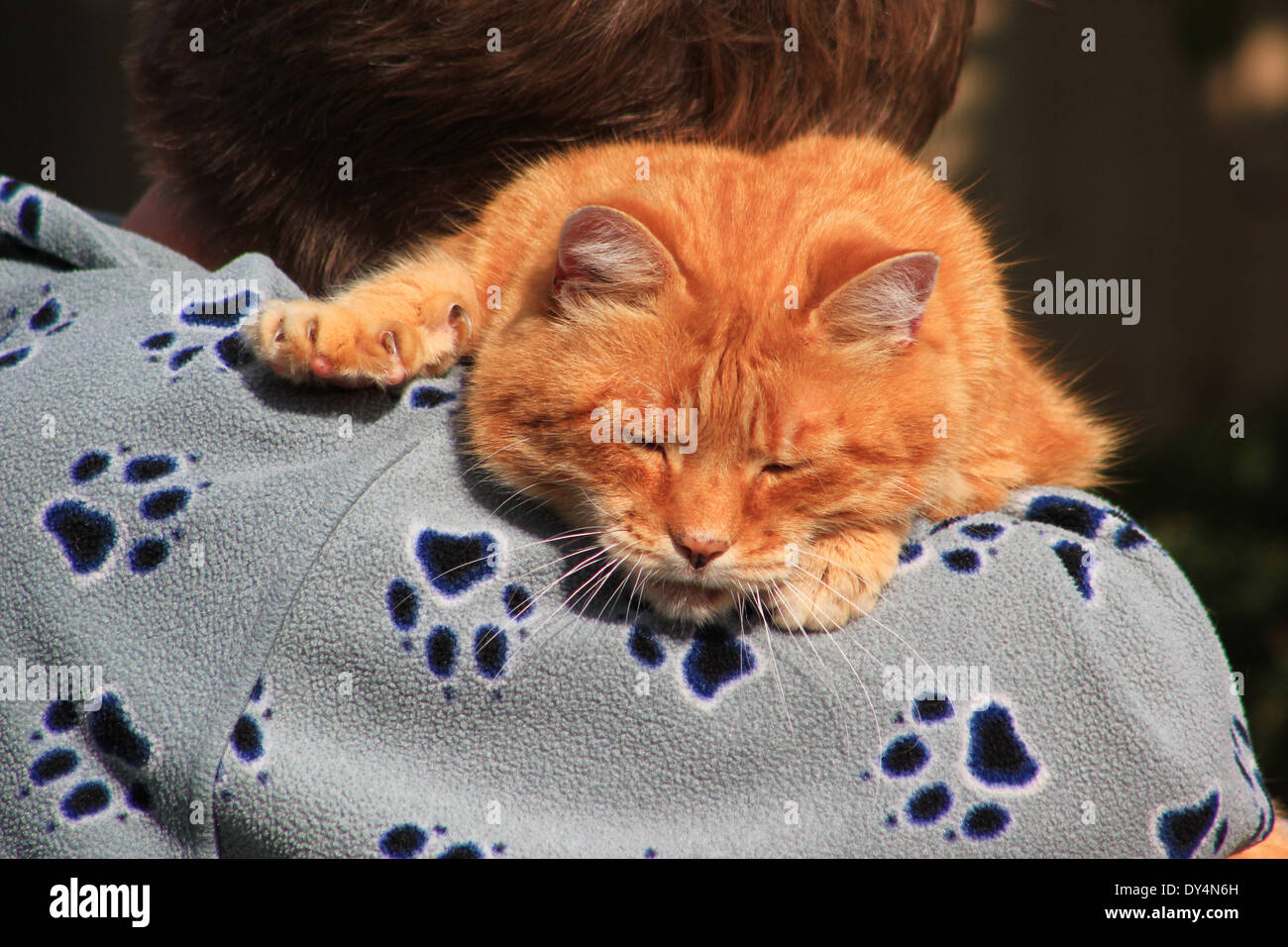 Cat on shoulder hi-res stock photography and images - Alamy