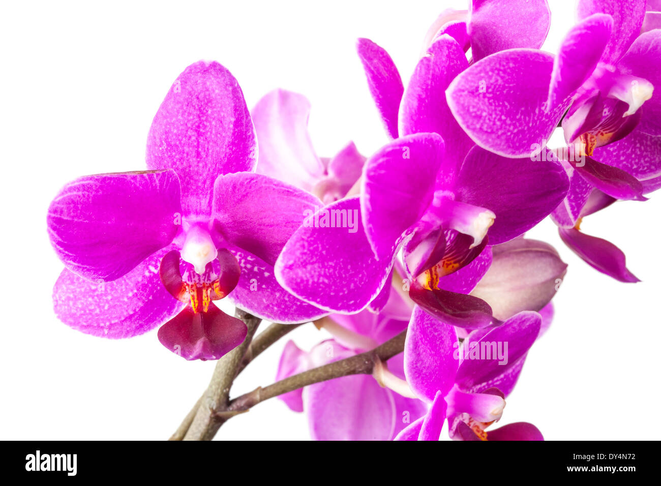 Macro photo of small pink orchid flowers isolated on white background ...