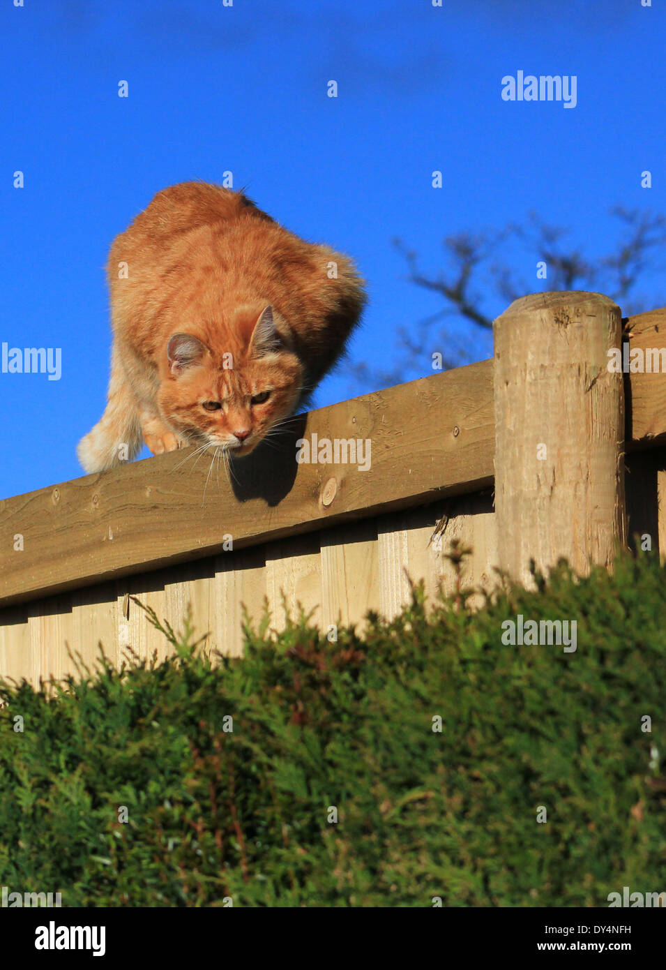 Ginger cat hunting on garden fence Stock Photo - Alamy