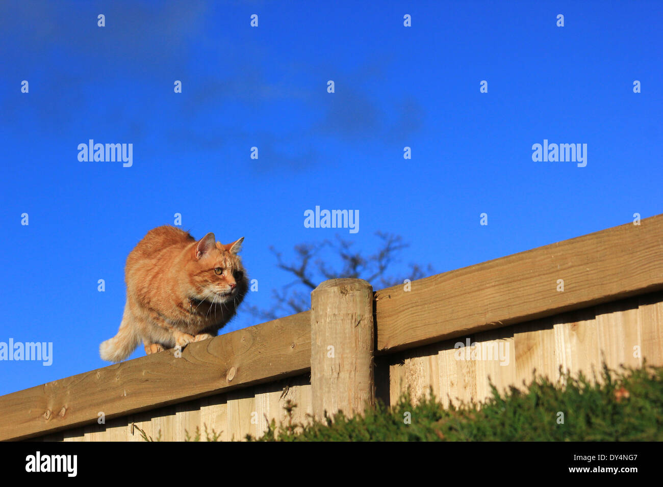 Ginger cat hunting on garden fence Stock Photo - Alamy