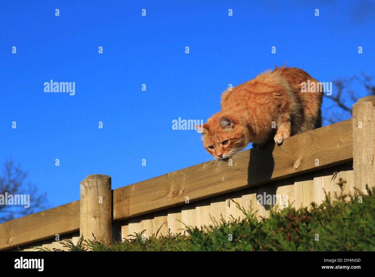 Ginger cat hunting on garden fence Stock Photo - Alamy