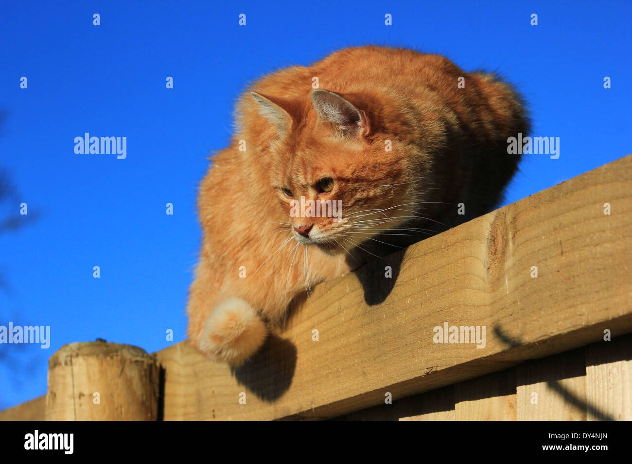 Ginger cat sat on garden fence Stock Photo - Alamy