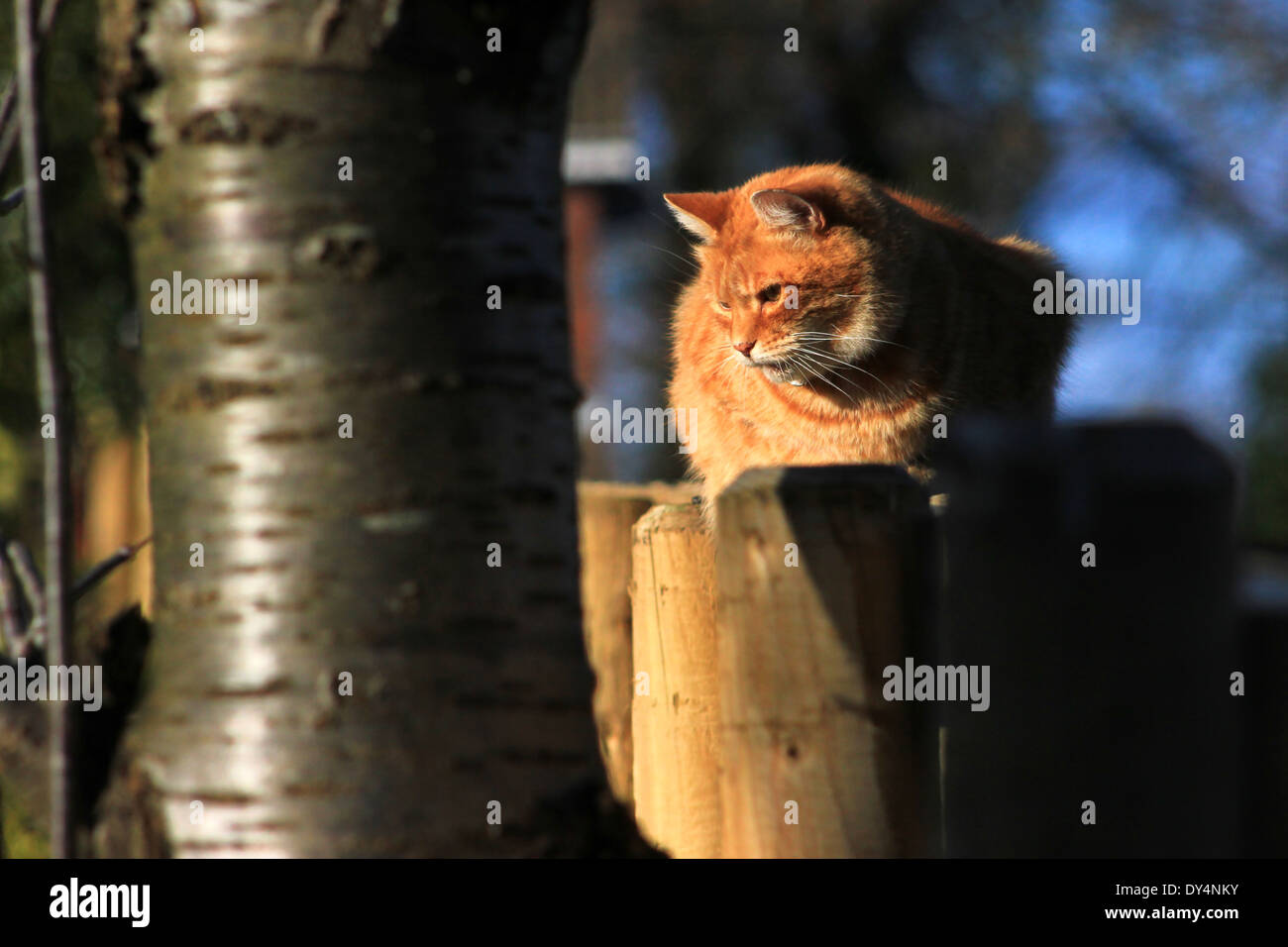 Ginger cat sat on garden fence Stock Photo - Alamy