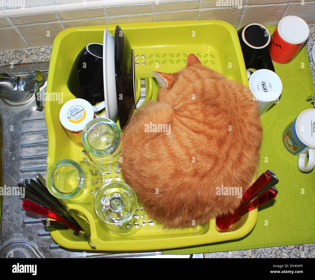 Ginger plates hi-res stock photography and images - Alamy