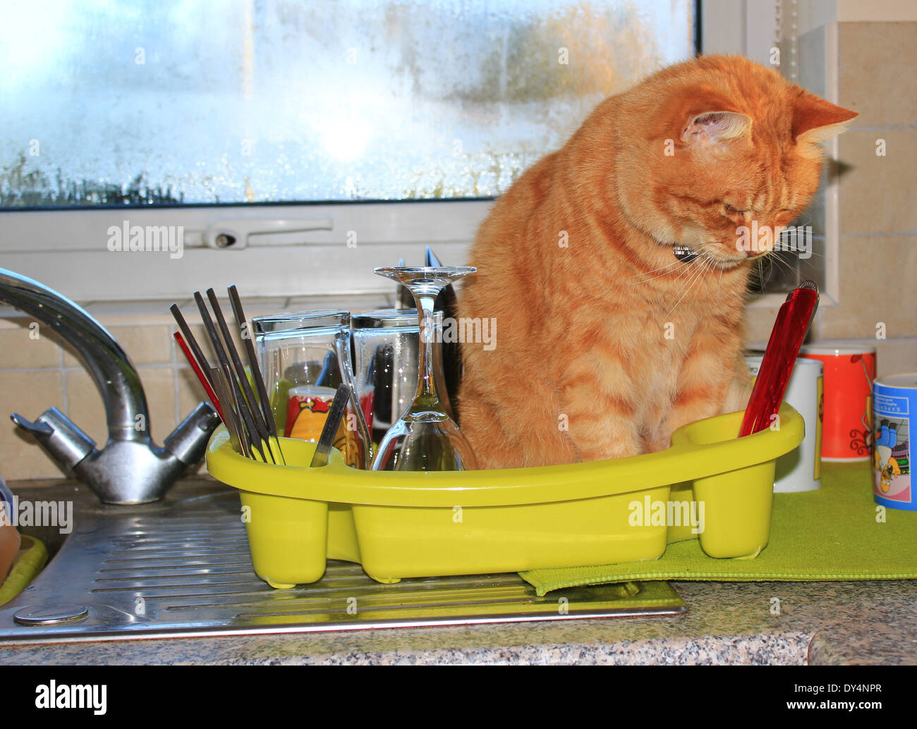 Ginger plates hi-res stock photography and images - Alamy