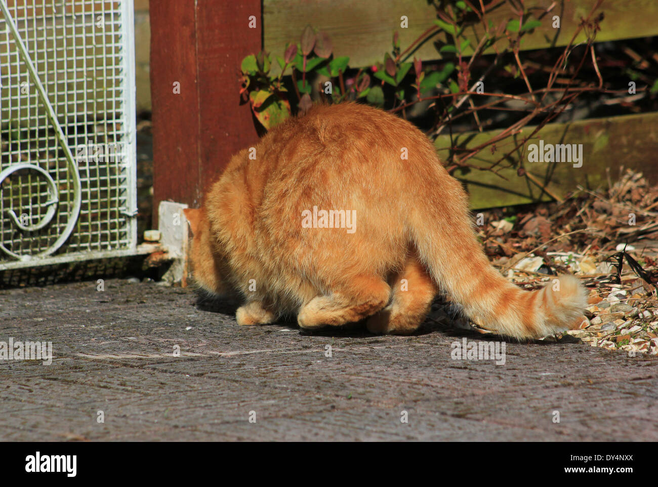 Ginger cat hunting by garden gate Stock Photo - Alamy