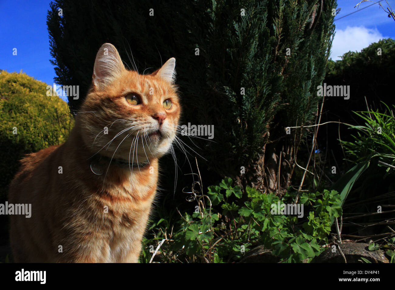 Ginger cat in cottage garden Stock Photo - Alamy
