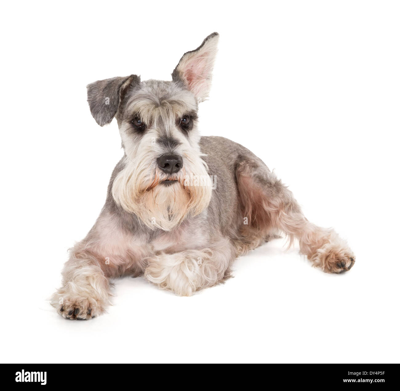 Cute miniature schnauzer isolated on white background Stock Photo - Alamy