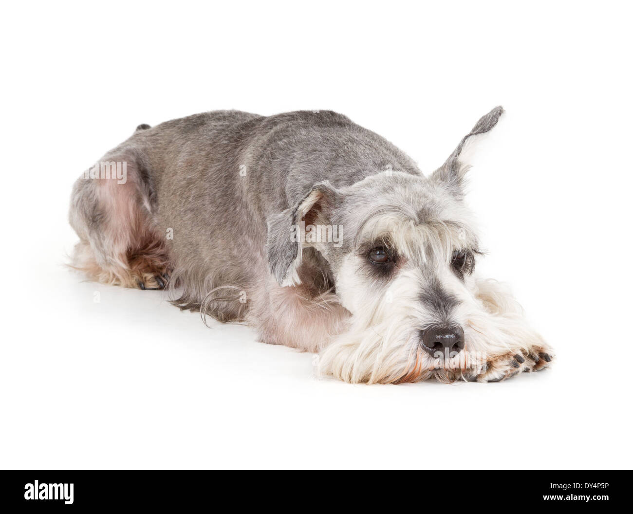 Cute miniature schnauzer isolated on white background Stock Photo - Alamy