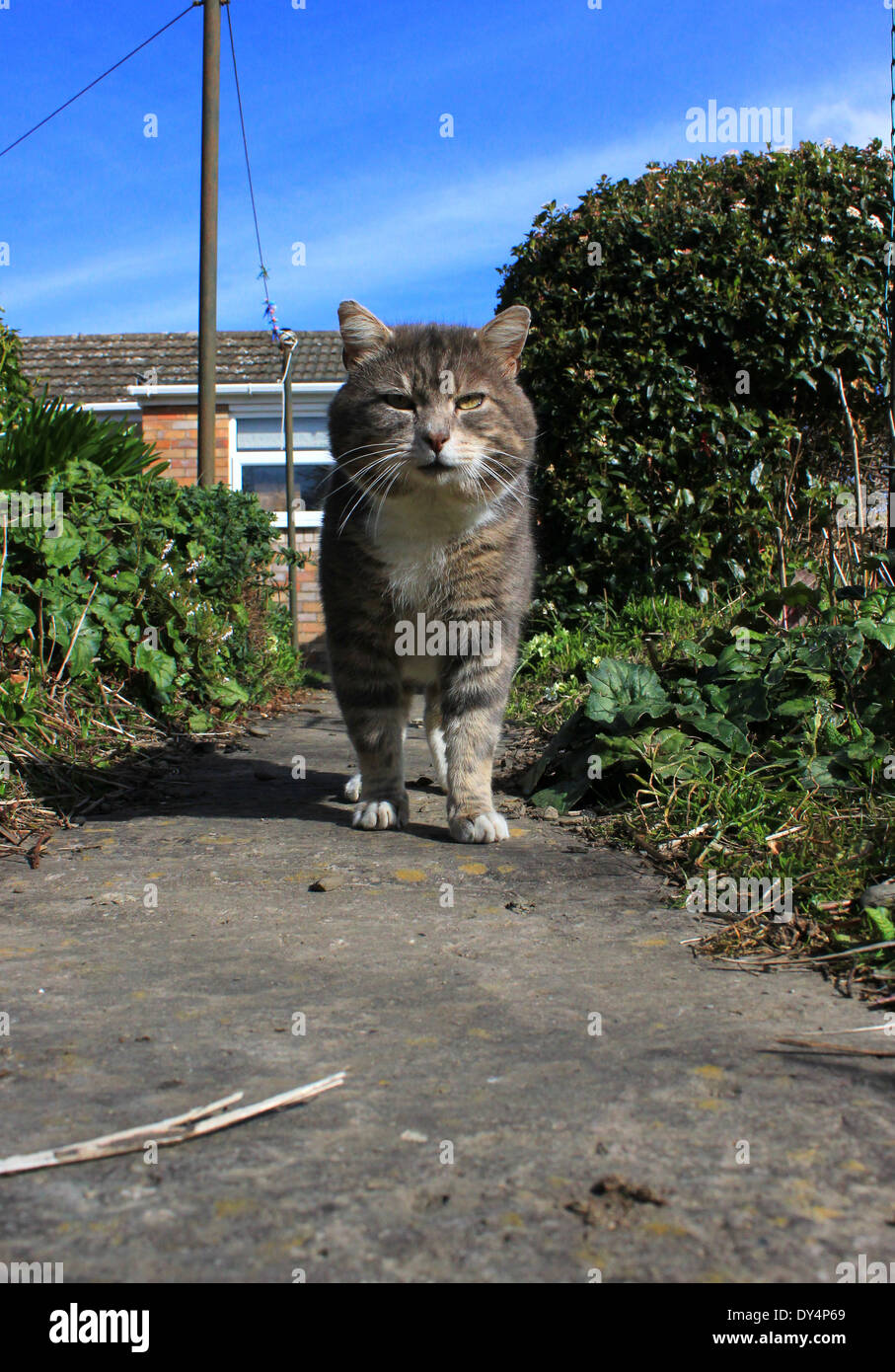 Cat path hi-res stock photography and images - Alamy