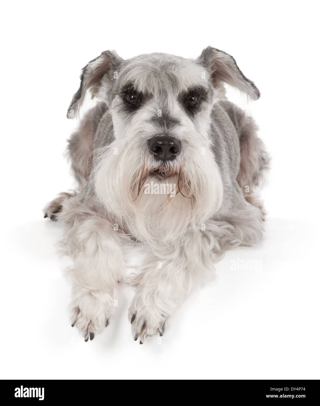 Cute miniature schnauzer isolated on white background Stock Photo - Alamy