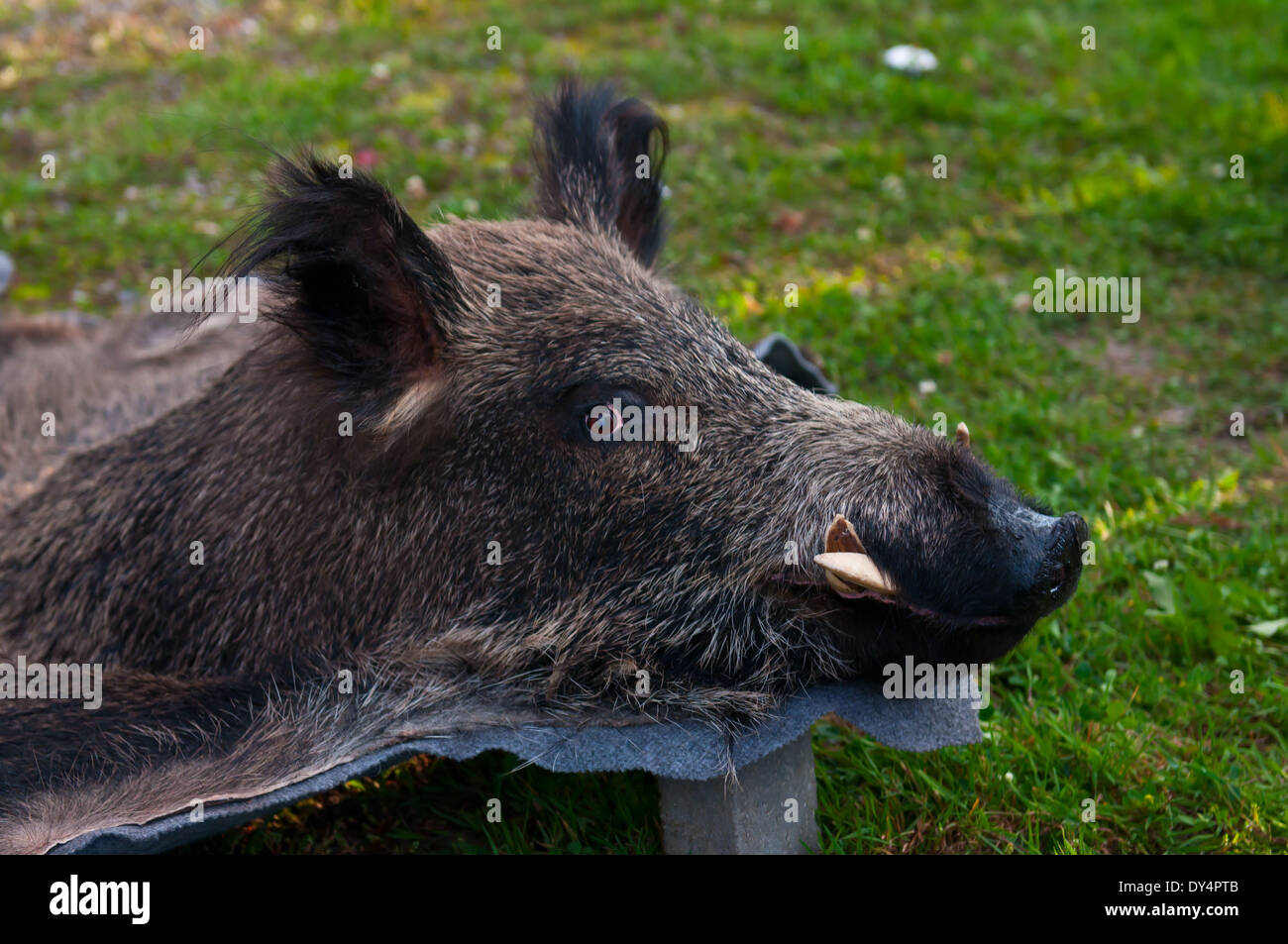 Stuffed wild pig head. Skin killed a wild boar Stock Photo - Alamy