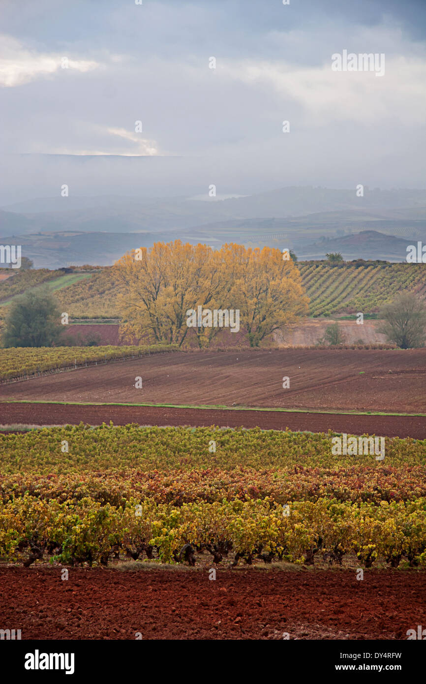 Vineyard landscape hi-res stock photography and images - Alamy