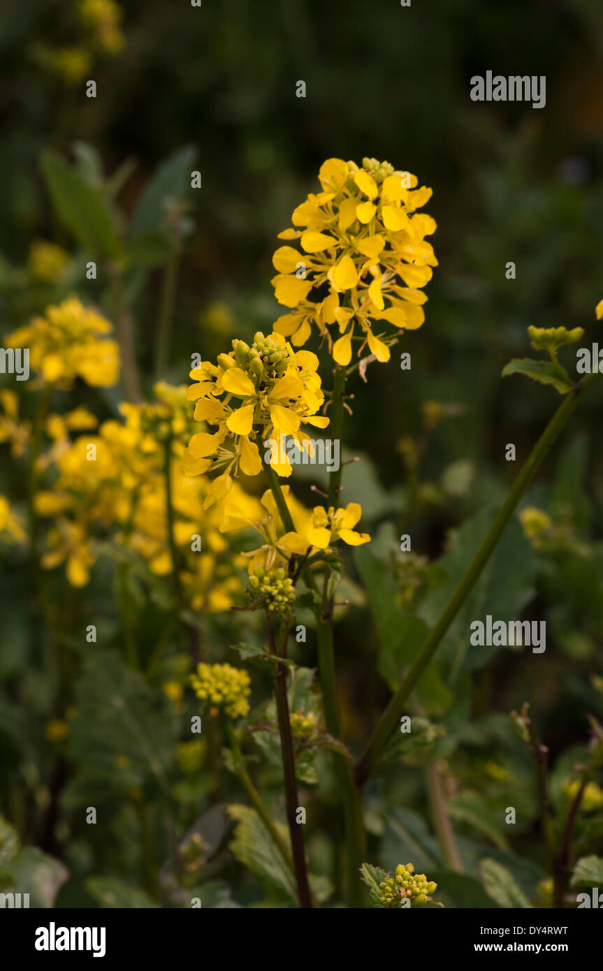 Yellow Flowers Of The Rapeseed Plant Stock Photo - Alamy
