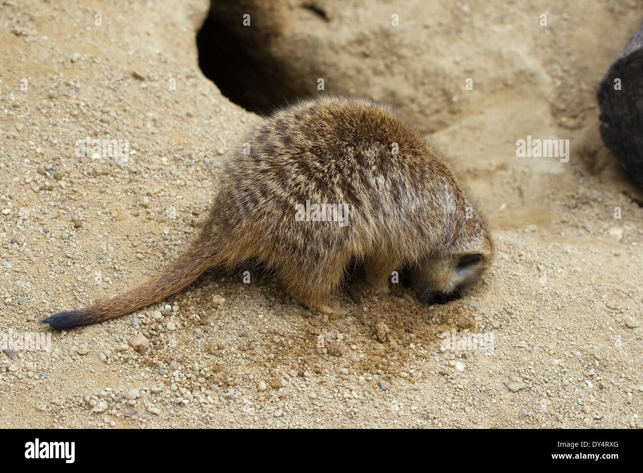 Meerkat digging a hole in the ground Stock Photo - Alamy