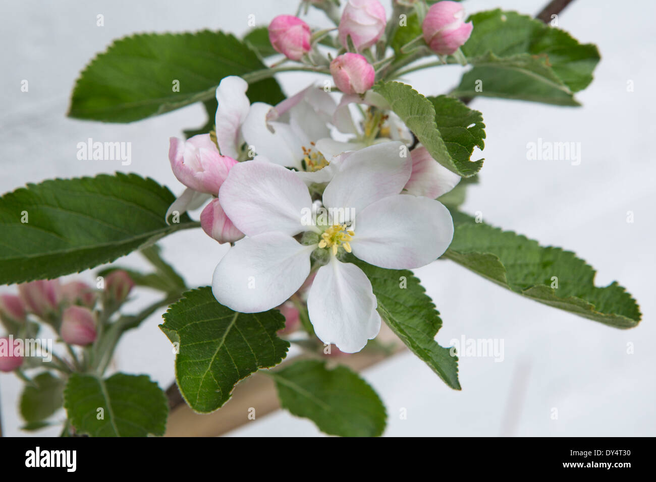 Blooming fruit tree hi-res stock photography and images - Alamy
