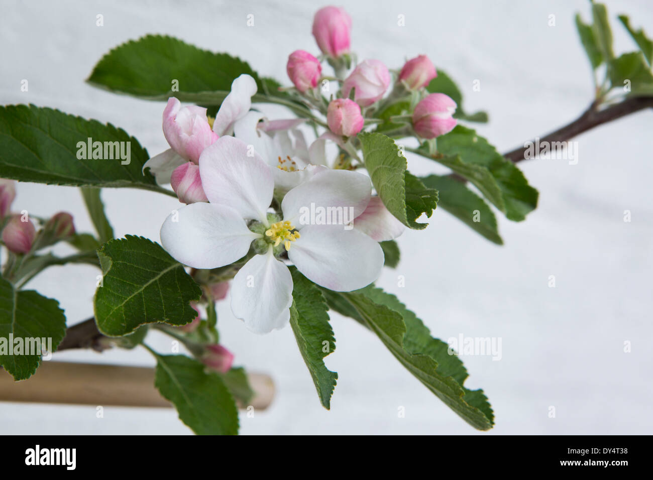 Blooming apple tree with blossom against a white wall Stock Photo - Alamy