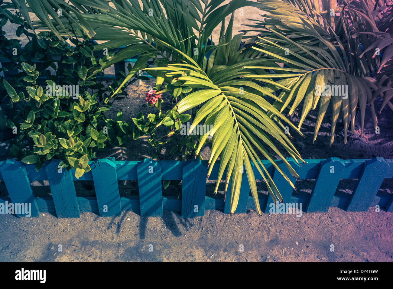 Wooden fence plants hi-res stock photography and images - Alamy