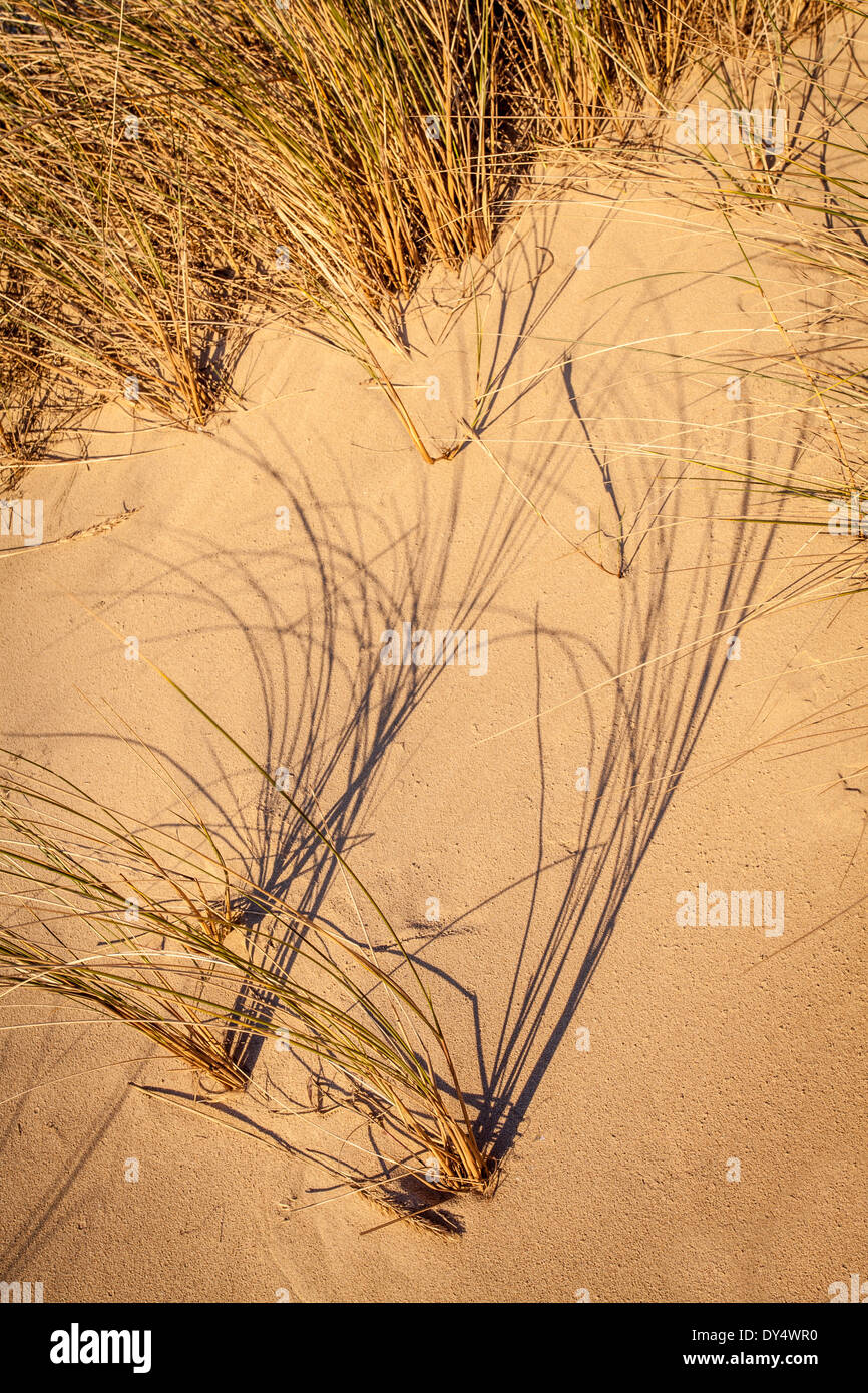 Surf grasses hi-res stock photography and images - Alamy