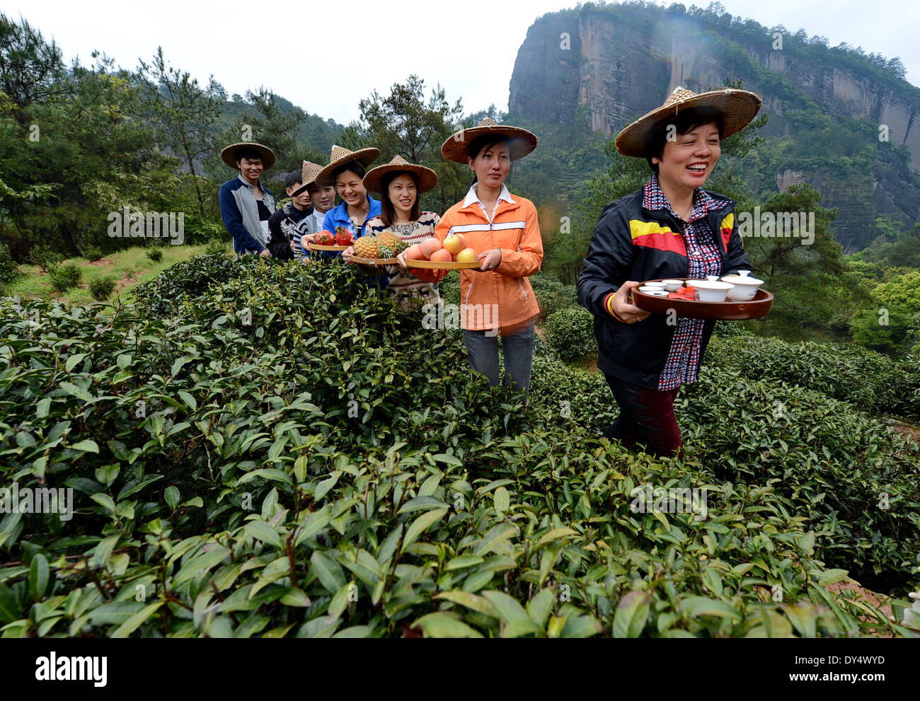 Tea garden fujian hi-res stock photography and images - Alamy